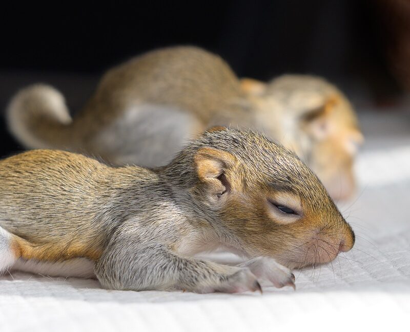 Squirrel Diseases, Squirrels In Home, Safe Removal